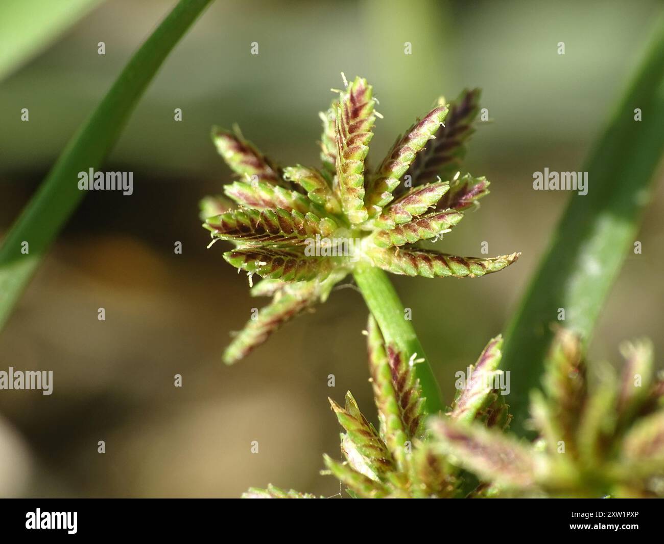 Brown Flatsedge (Cyperus fuscus) Plantae Stock Photo - Alamy