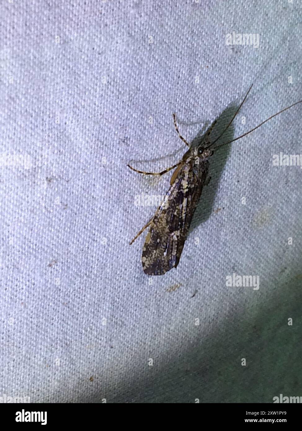 Giant Casemaker Caddisflies (Phryganeidae) Insecta Stock Photo - Alamy