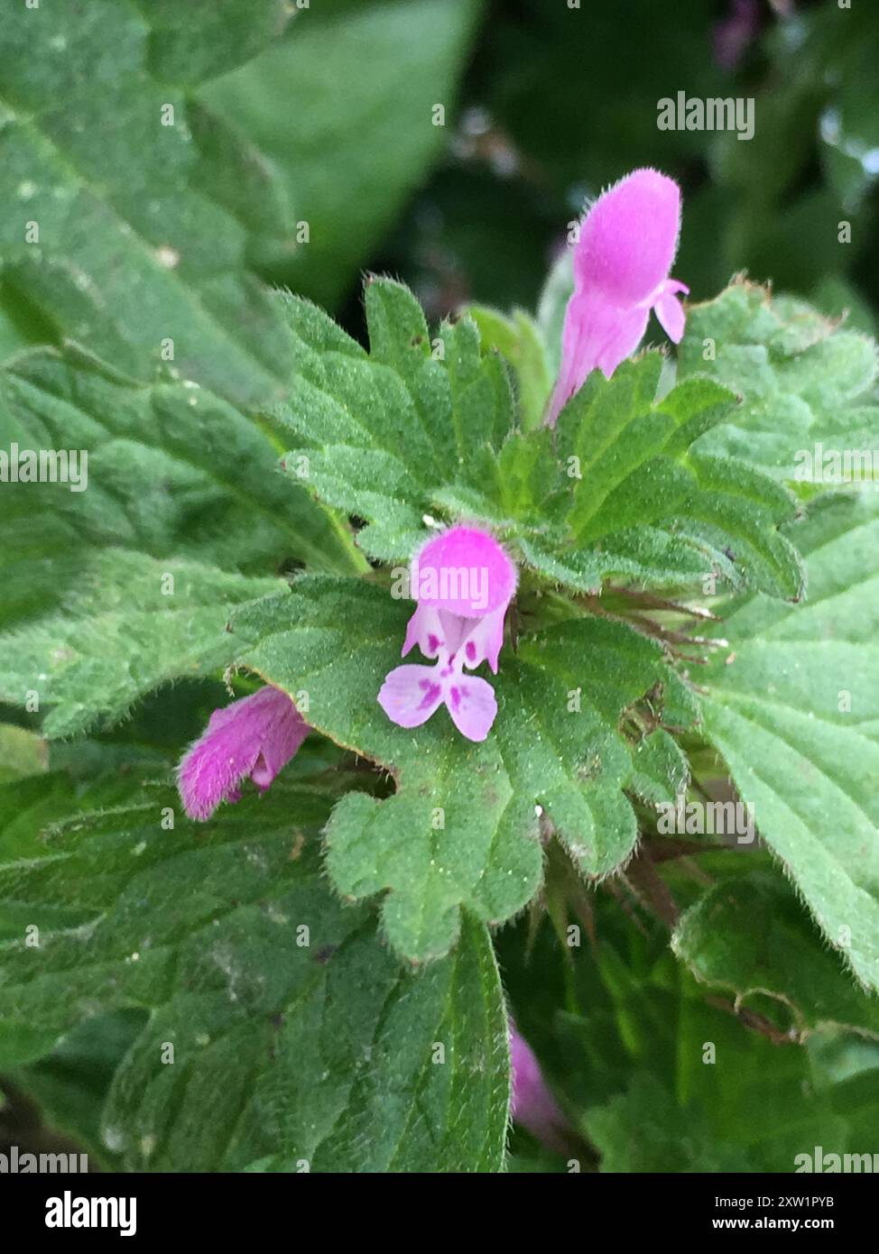 cutleaf deadnettle (Lamium hybridum) Plantae Stock Photo - Alamy
