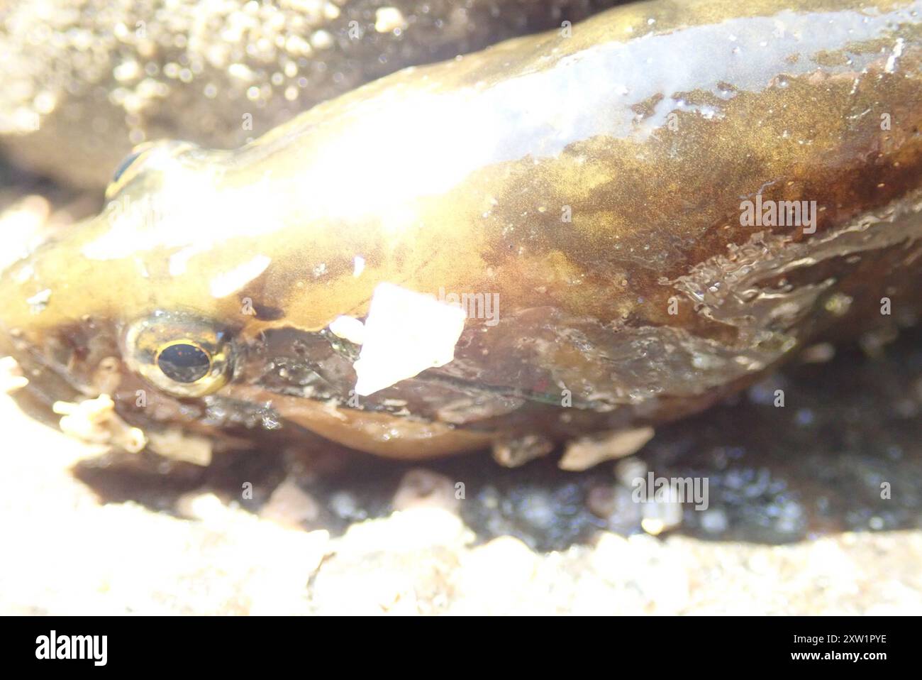 Rock Eel (Xiphister mucosus) Actinopterygii Stock Photo - Alamy