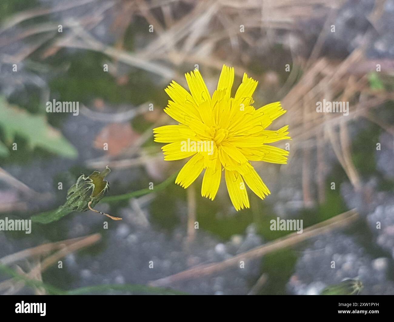 Autumn Hawkbit (Scorzoneroides autumnalis) Plantae Stock Photo - Alamy