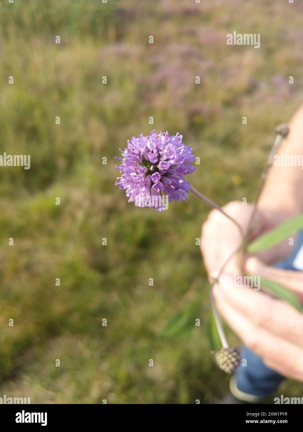 Devil's-bit Scabious (Succisa pratensis) Plantae Stock Photo - Alamy