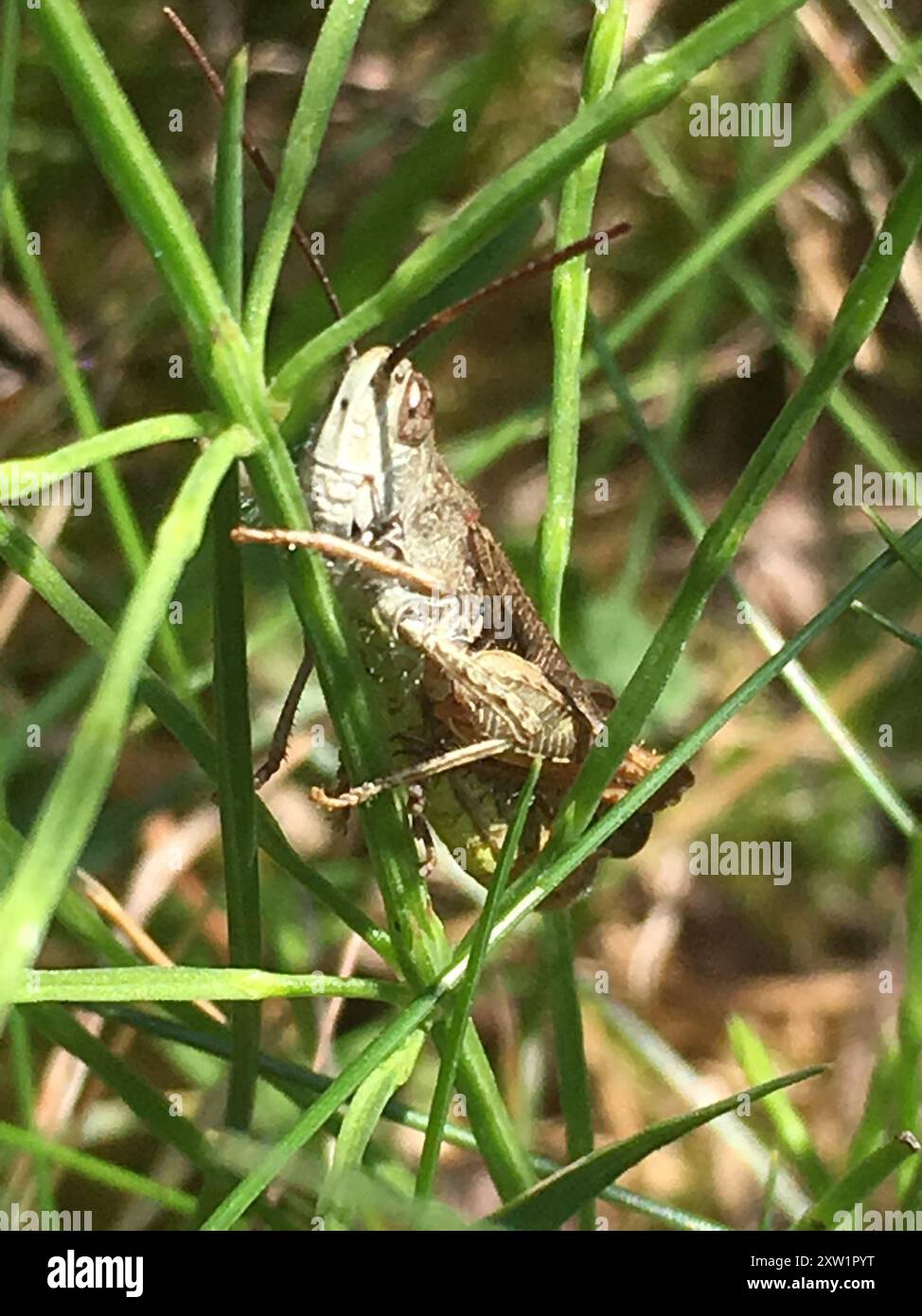 Bow-winged Grasshopper (Chorthippus biguttulus) Insecta Stock Photo - Alamy