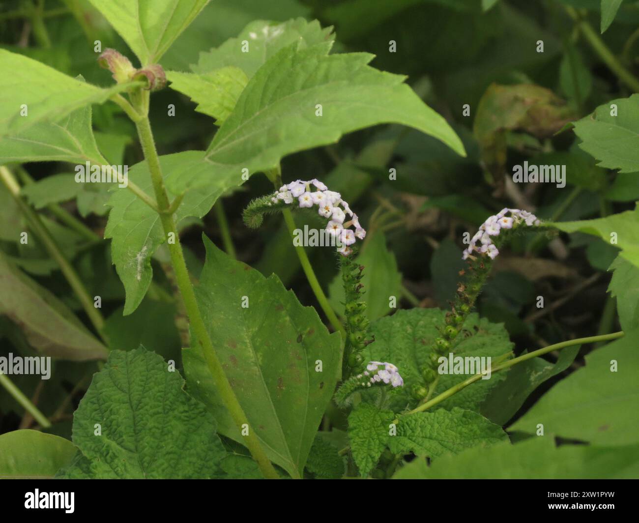 Indian Heliotrope (Heliotropium indicum) Plantae Stock Photo - Alamy