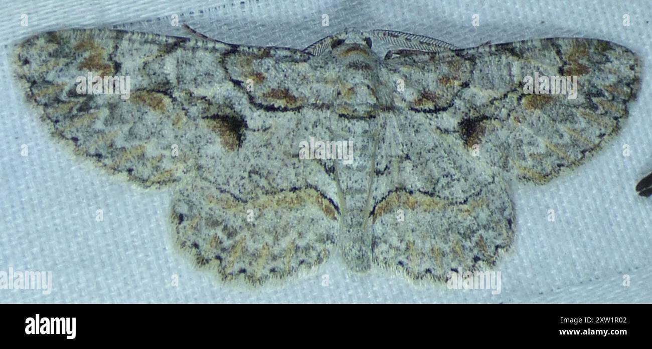 Brown-shaded Gray (Iridopsis defectaria) Insecta Stock Photo - Alamy