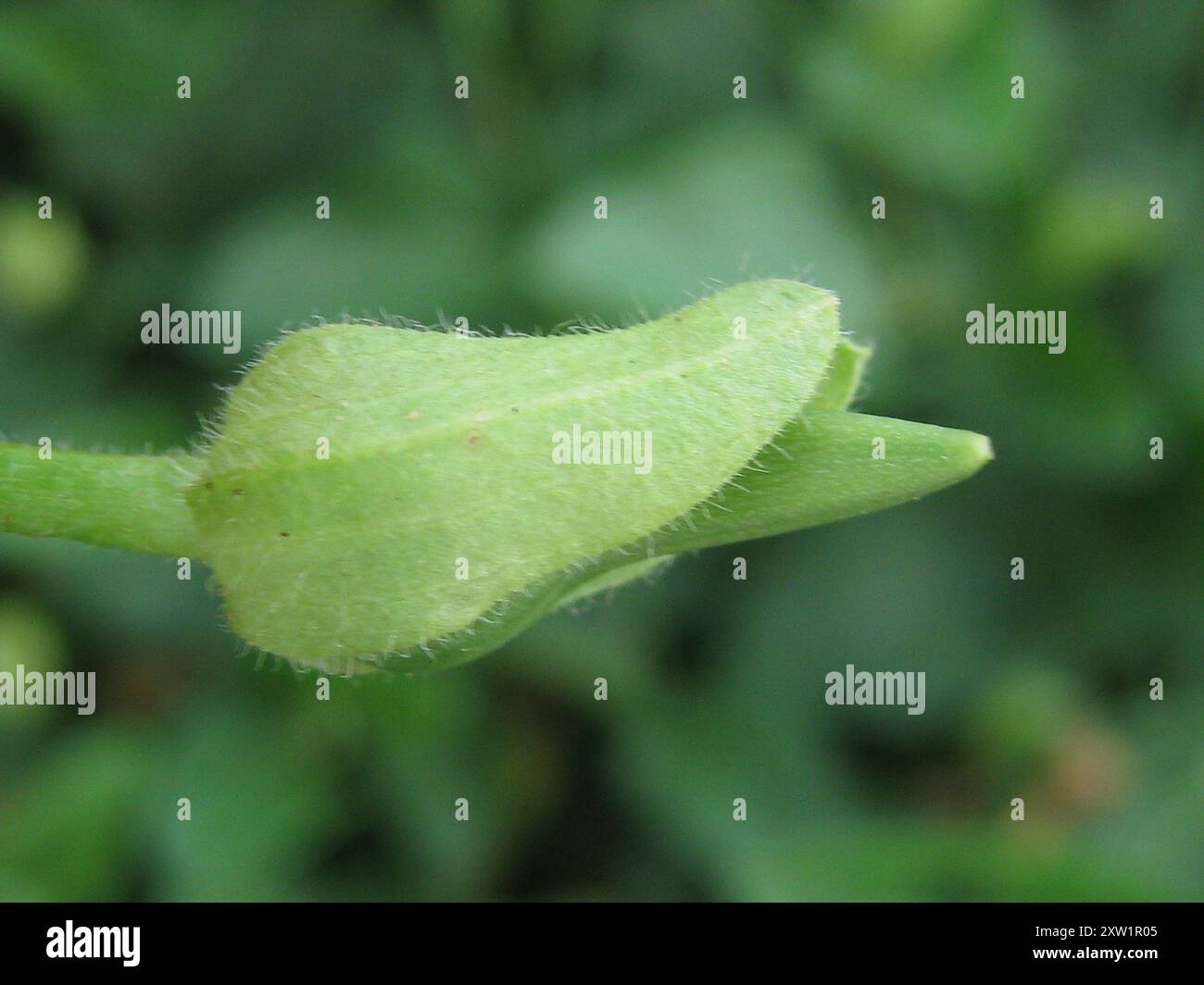 Squarebase Clockvine (Thunbergia neglecta) Plantae Stock Photo - Alamy