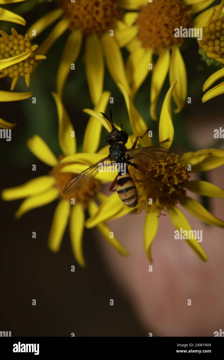 (Conops quadrifasciatus) Insecta Stock Photo - Alamy