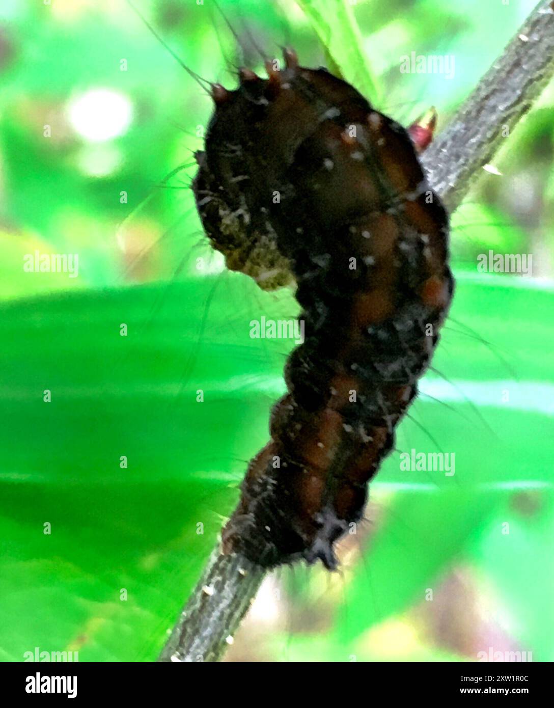 Clear Dagger (Acronicta clarescens) Insecta Stock Photo - Alamy