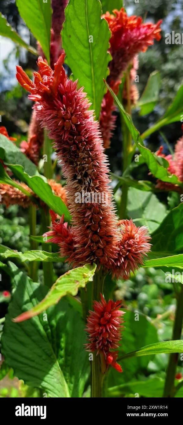 Quail Grass (Celosia argentea) Plantae Stock Photo - Alamy