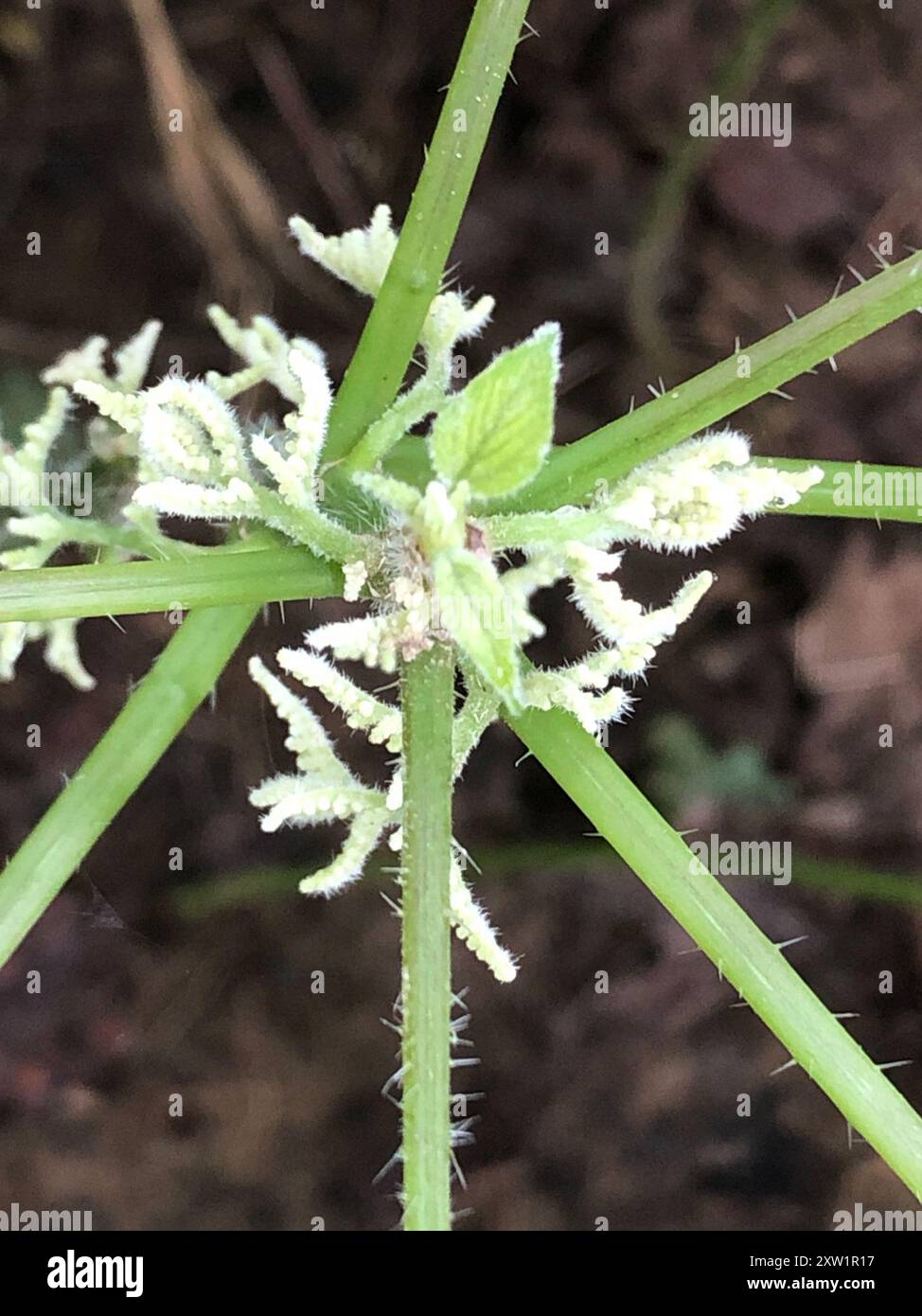 wood nettle (Laportea canadensis) Plantae Stock Photo - Alamy