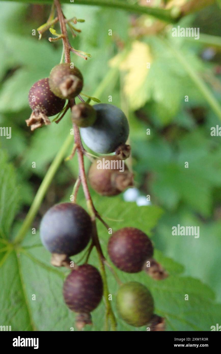 Stink Currant (Ribes bracteosum) Plantae Stock Photo - Alamy
