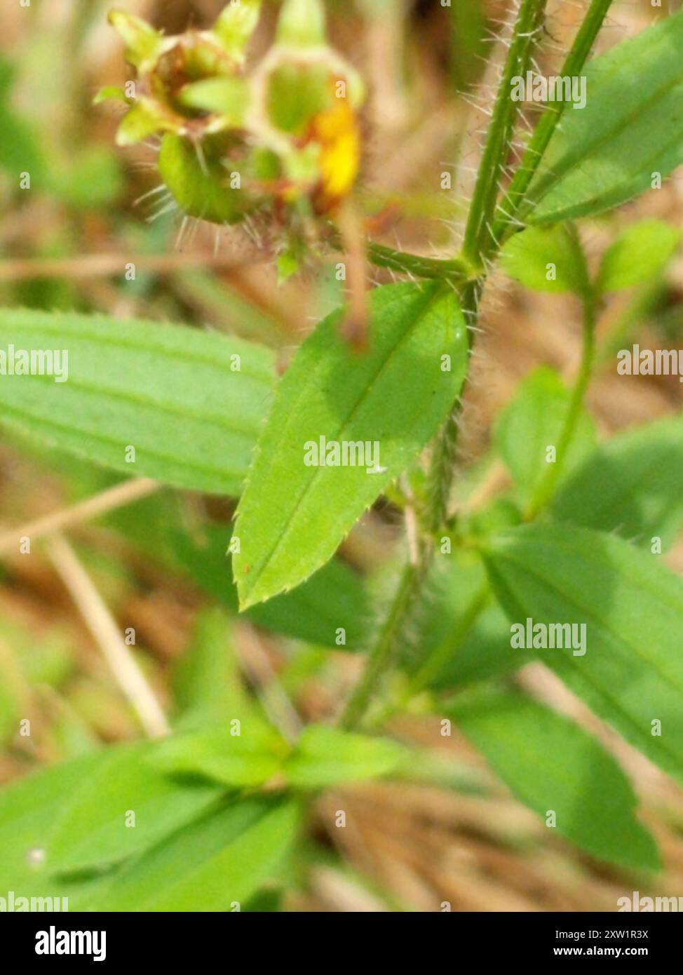 Maryland meadowbeauty (Rhexia mariana) Plantae Stock Photo - Alamy