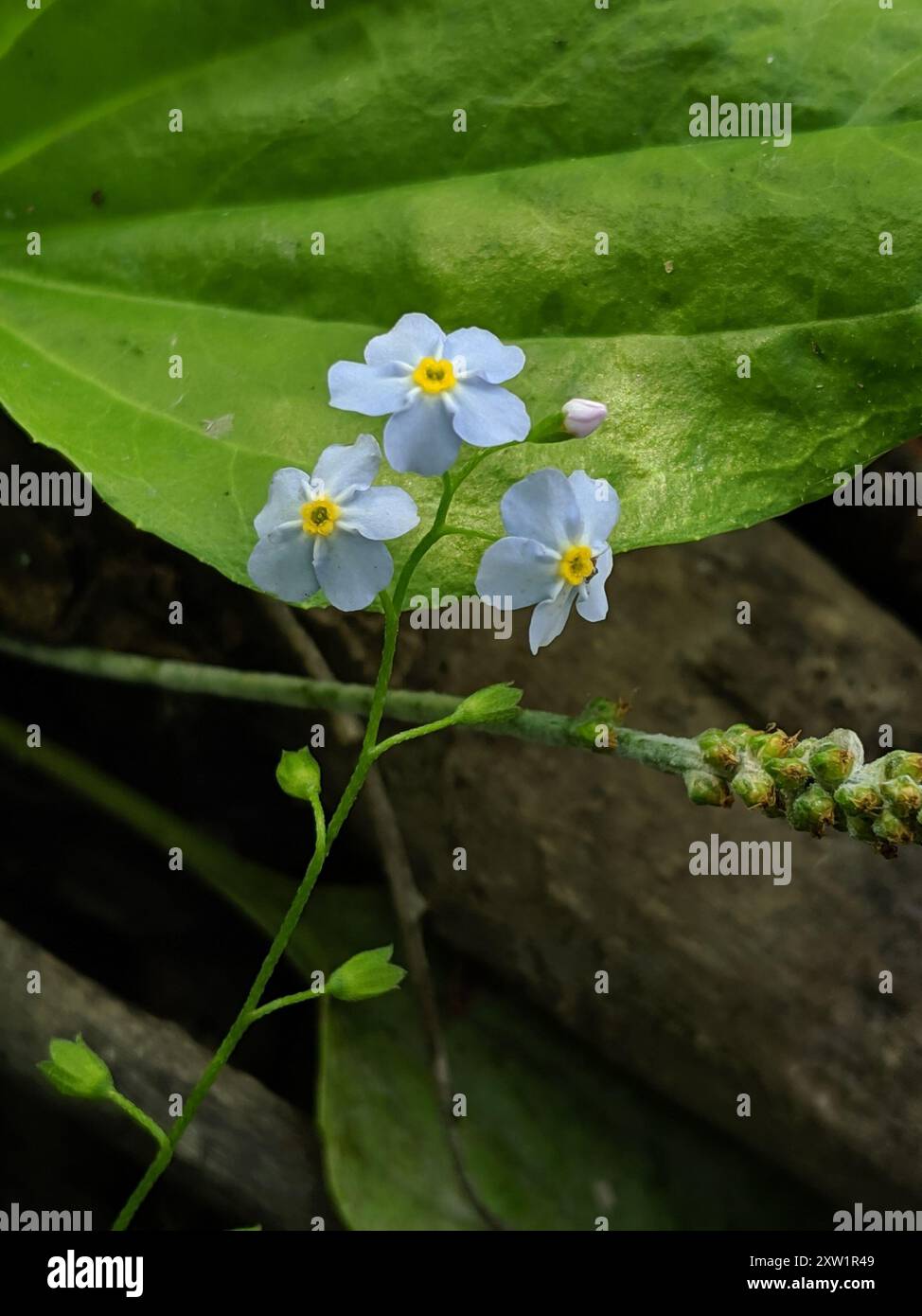 water forget-me-not (Myosotis scorpioides) Plantae Stock Photo - Alamy