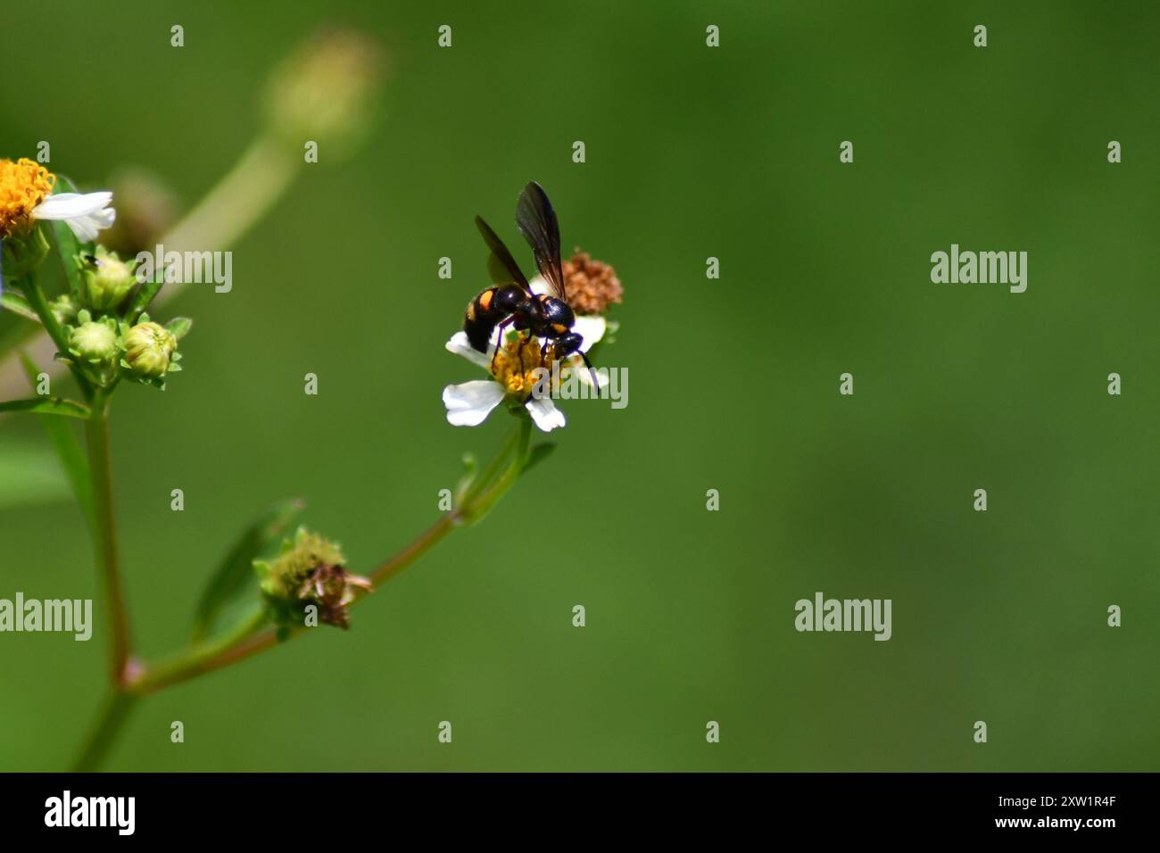 Noble Scoliid Wasp (Scolia nobilitata) Insecta Stock Photo - Alamy