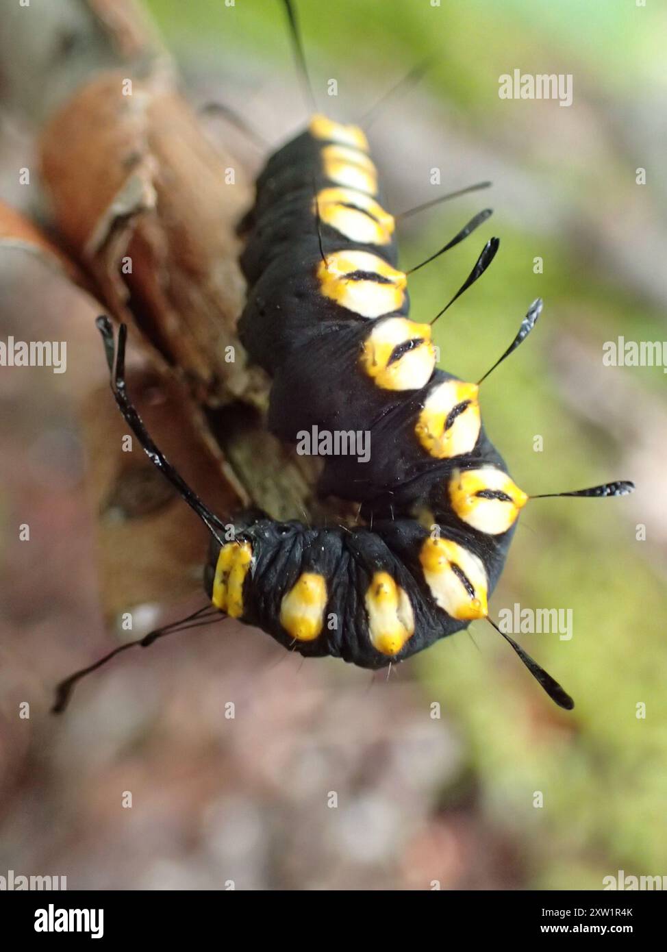 Funerary Dagger (Acronicta funeralis) Insecta Stock Photo - Alamy