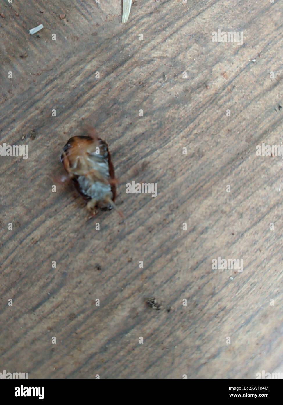 Surinam Cockroach (Pycnoscelus surinamensis) Insecta Stock Photo - Alamy