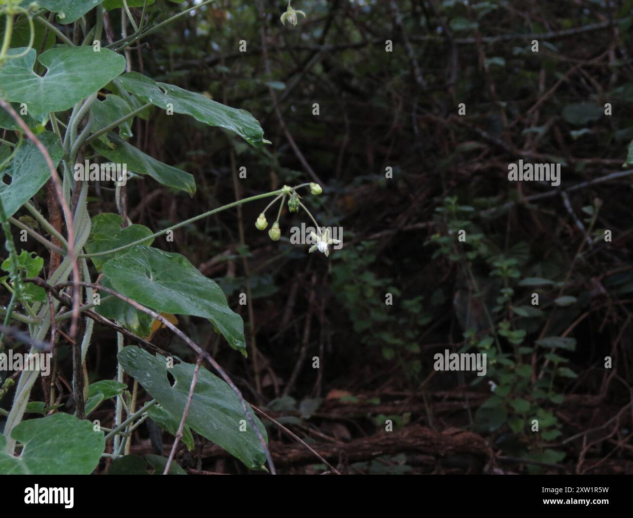 Trellis-vine (Pergularia daemia) Plantae Stock Photo - Alamy