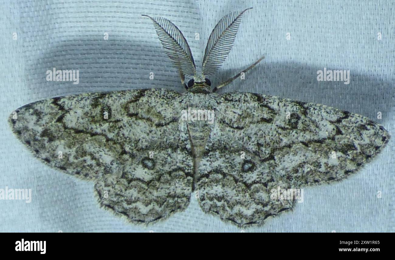 Umber Moth (Hypomecis umbrosaria) Insecta Stock Photo - Alamy