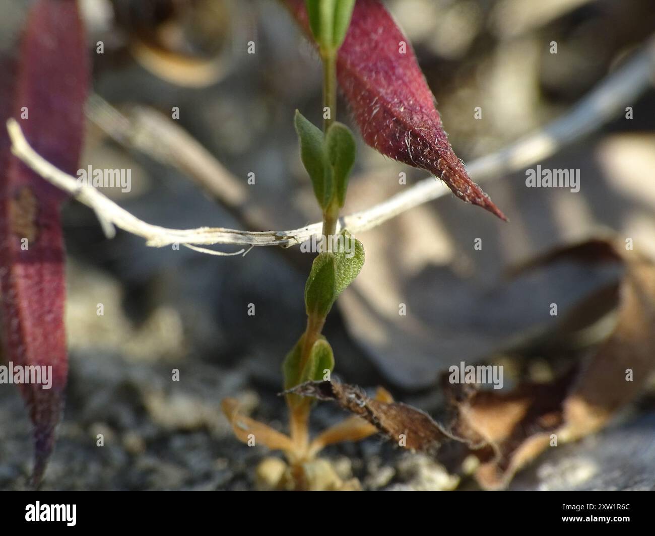 Lesser Centaury (Centaurium pulchellum) Plantae Stock Photo - Alamy