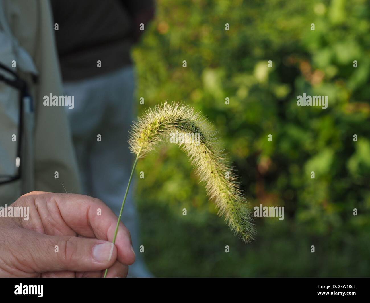 giant foxtail (Setaria faberi) Plantae Stock Photo - Alamy
