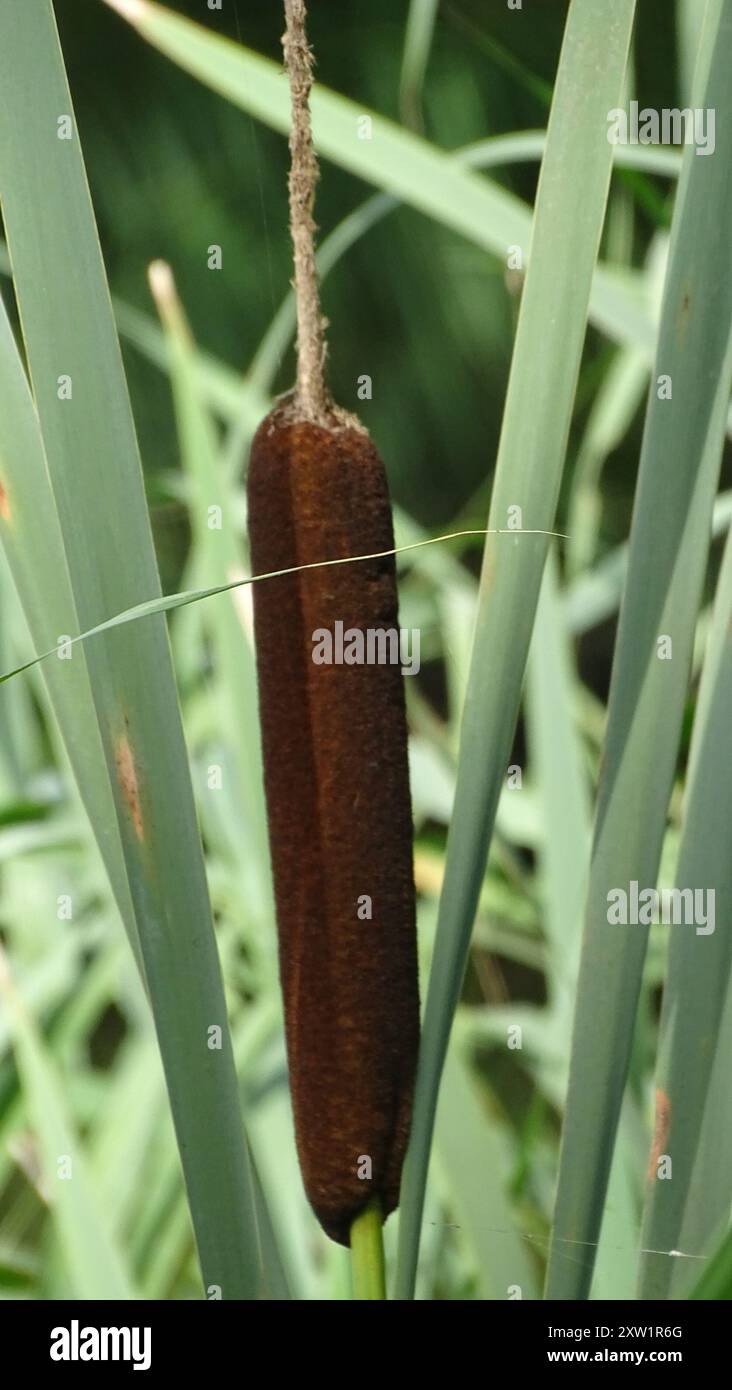 broadleaf cattail (Typha latifolia) Plantae Stock Photo - Alamy