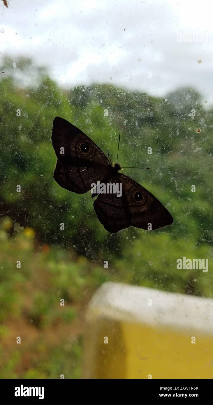 Purple-washed Eyed-Metalmark (Mesosemia lamachus) Insecta Stock Photo ...