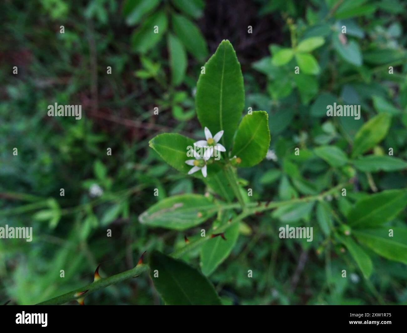 orange climber (Zanthoxylum asiaticum) Plantae Stock Photo - Alamy