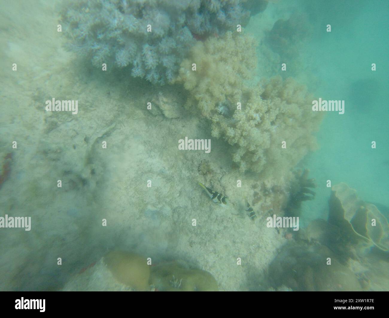 Blacksaddle Toby (Canthigaster valentini) Actinopterygii Stock Photo ...