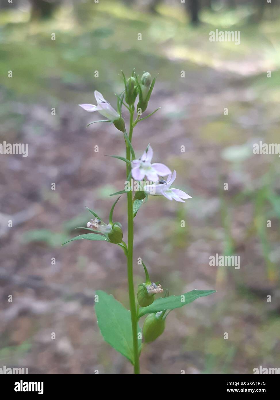 Indian tobacco (Lobelia inflata) Plantae Stock Photo - Alamy
