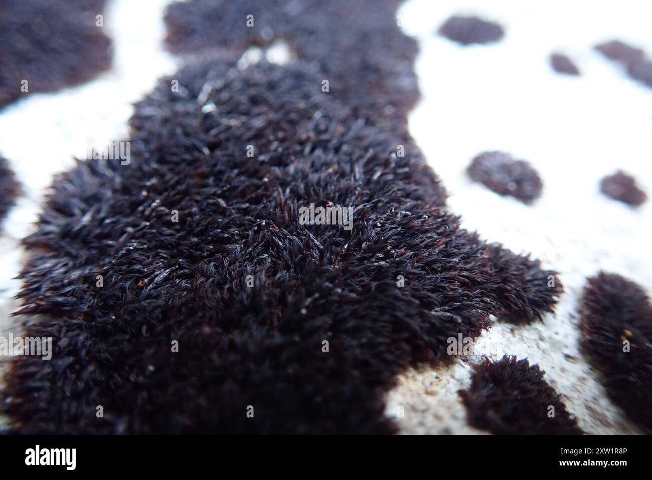 Black Rock Moss (Andreaea rupestris) Plantae Stock Photo - Alamy