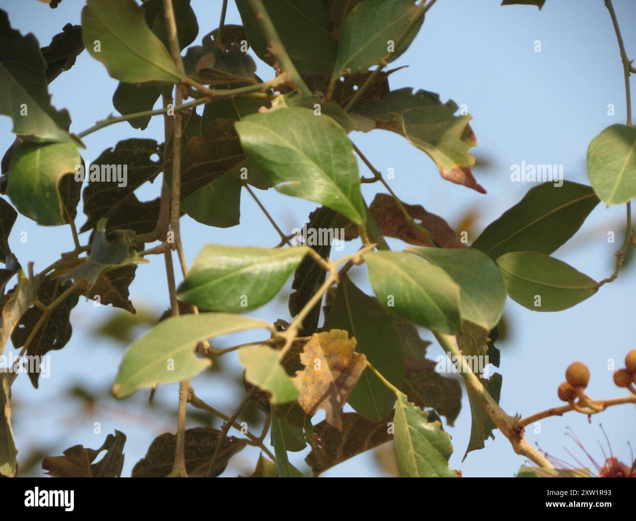 Indian caper (Capparis zeylanica) Plantae Stock Photo - Alamy