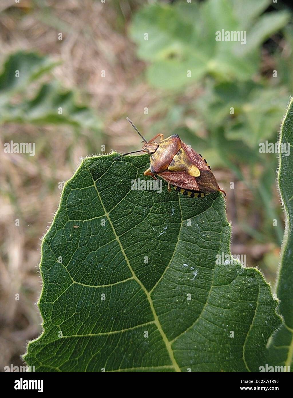 Black-shouldered Shieldbug (Carpocoris purpureipennis) Insecta Stock ...