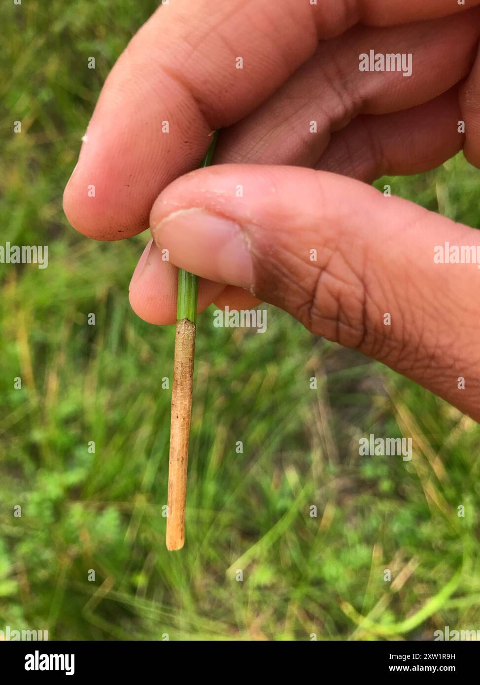 Pale Spikerush (Eleocharis macrostachya) Plantae Stock Photo - Alamy