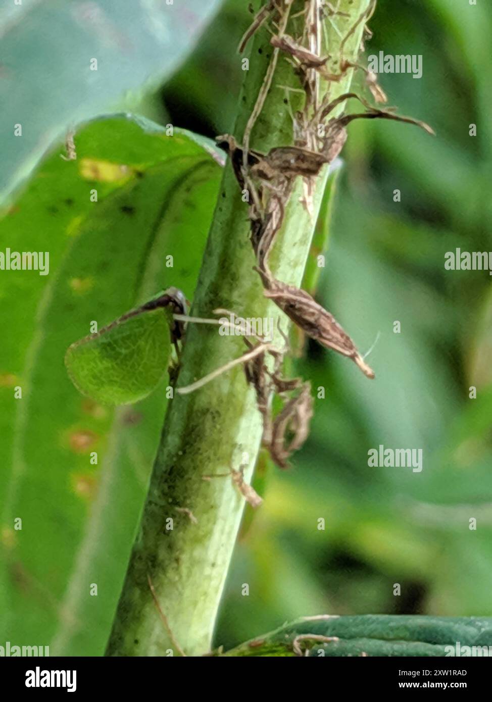 Two striped planthopper hi-res stock photography and images - Alamy