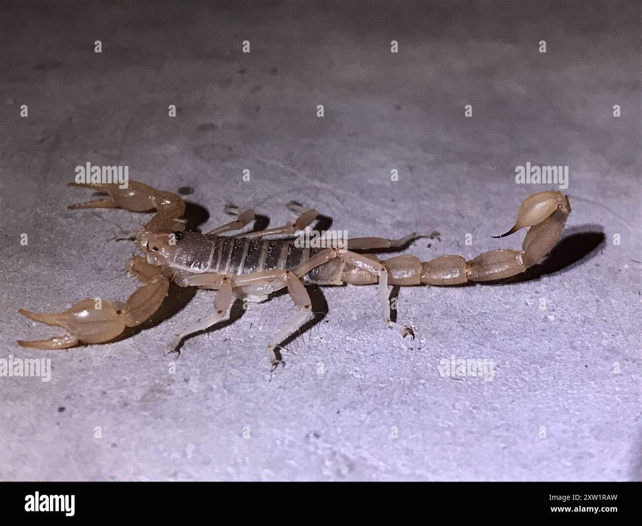 Paruroctonus boreus northern scorpion hi-res stock photography and ...