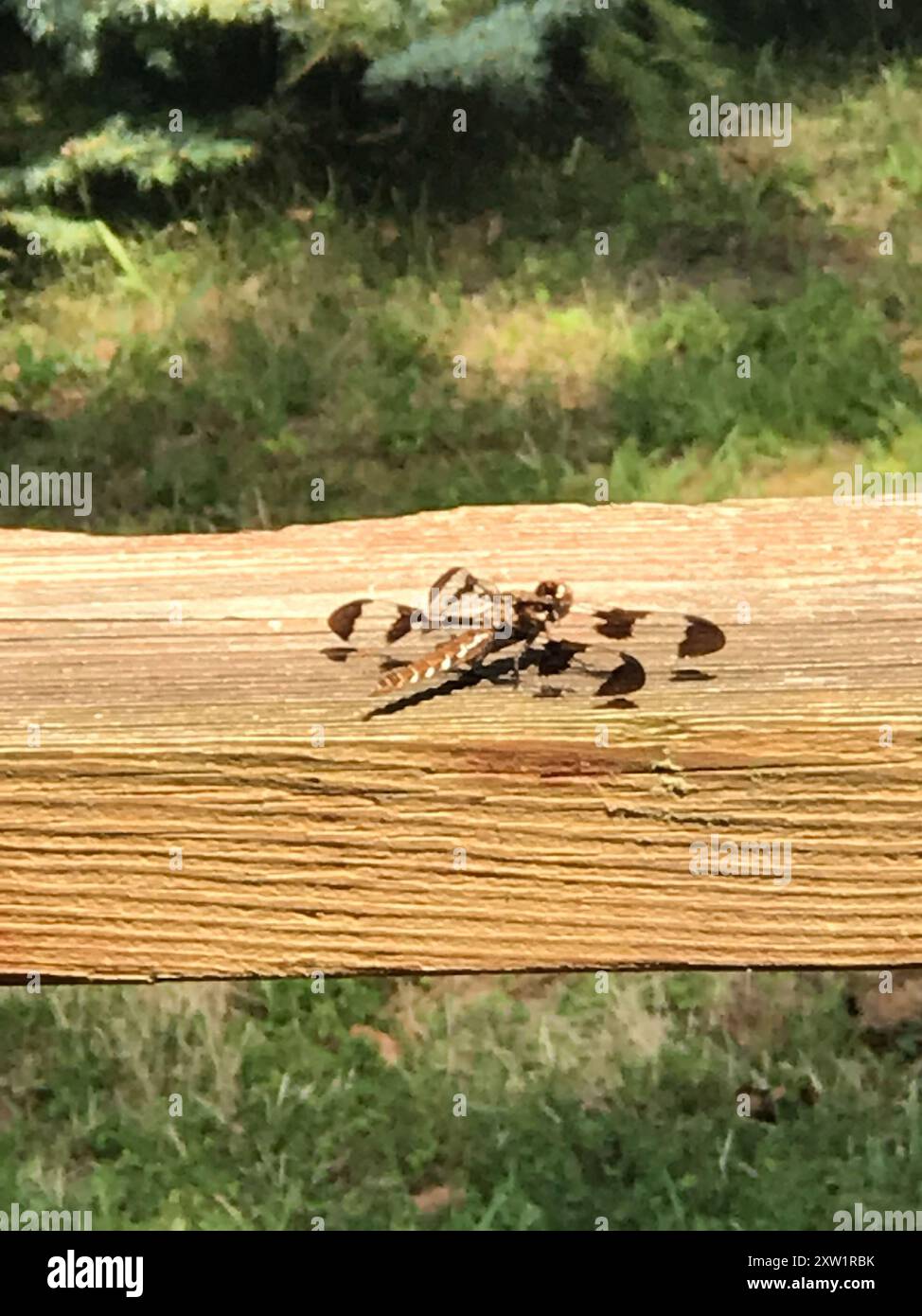 Common Whitetail (Plathemis lydia) Insecta Stock Photo - Alamy