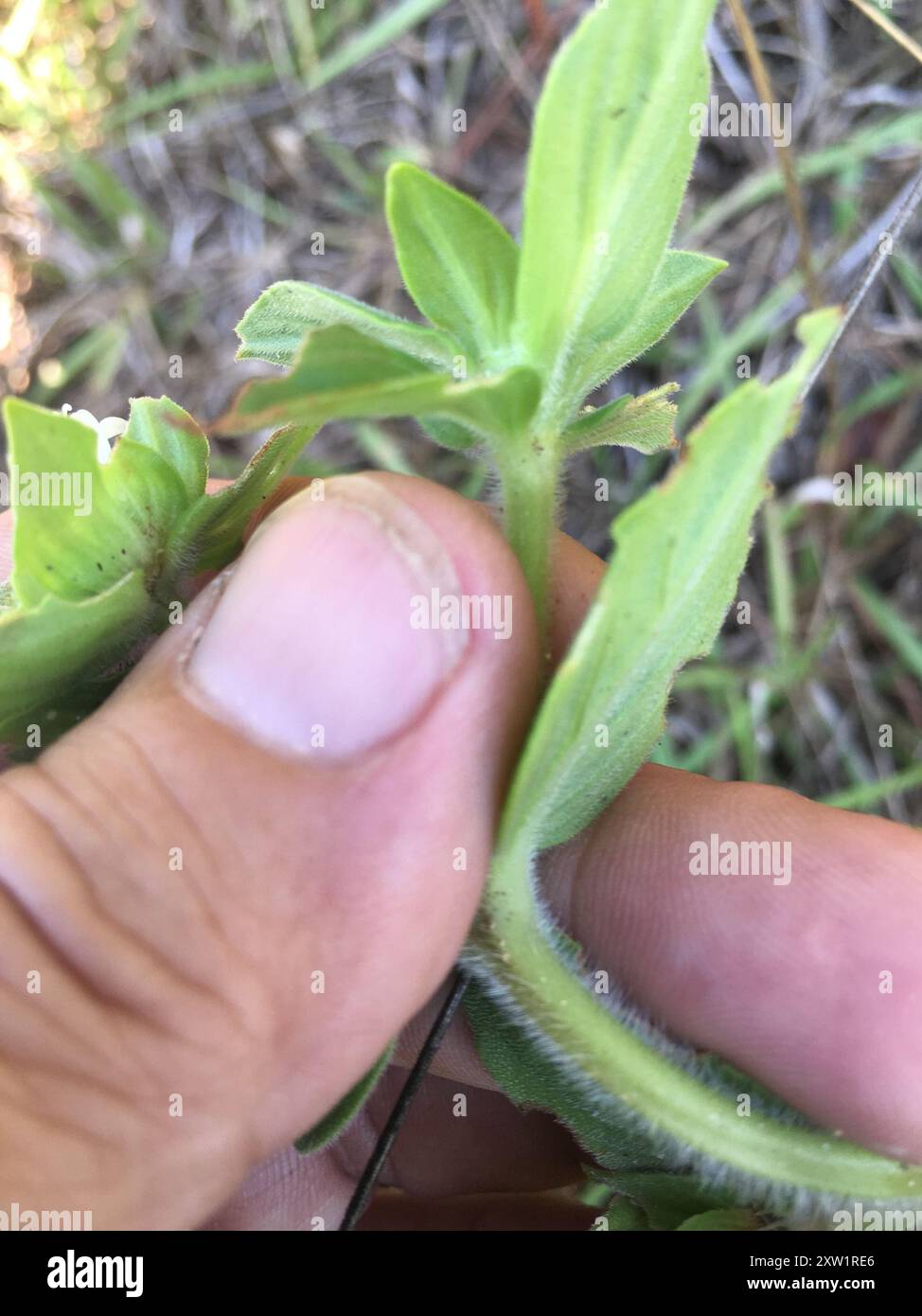 Tropical Mexican Clover (Richardia brasiliensis) Plantae Stock Photo ...
