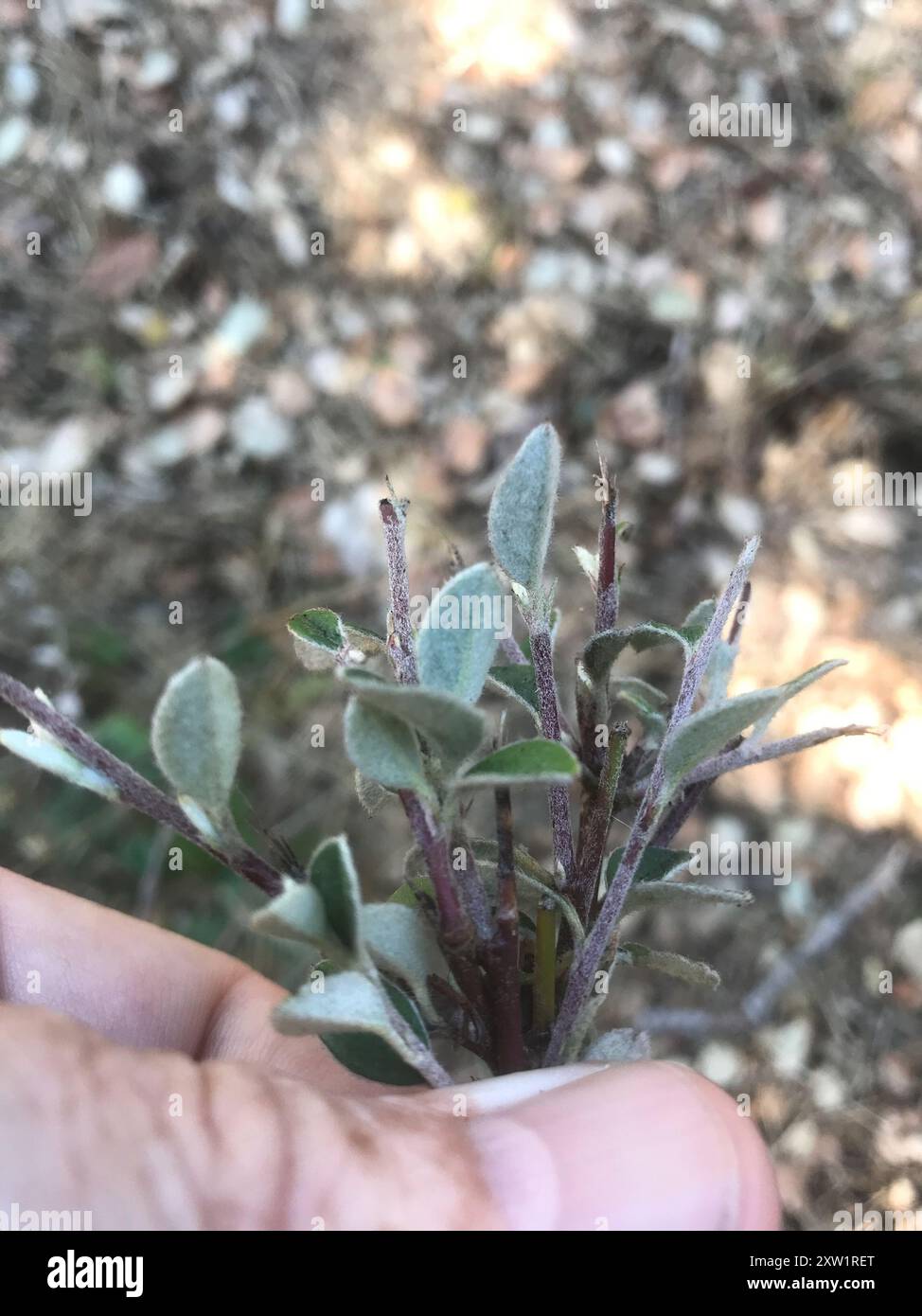 silverleaf cotoneaster (Cotoneaster pannosus) Plantae Stock Photo - Alamy
