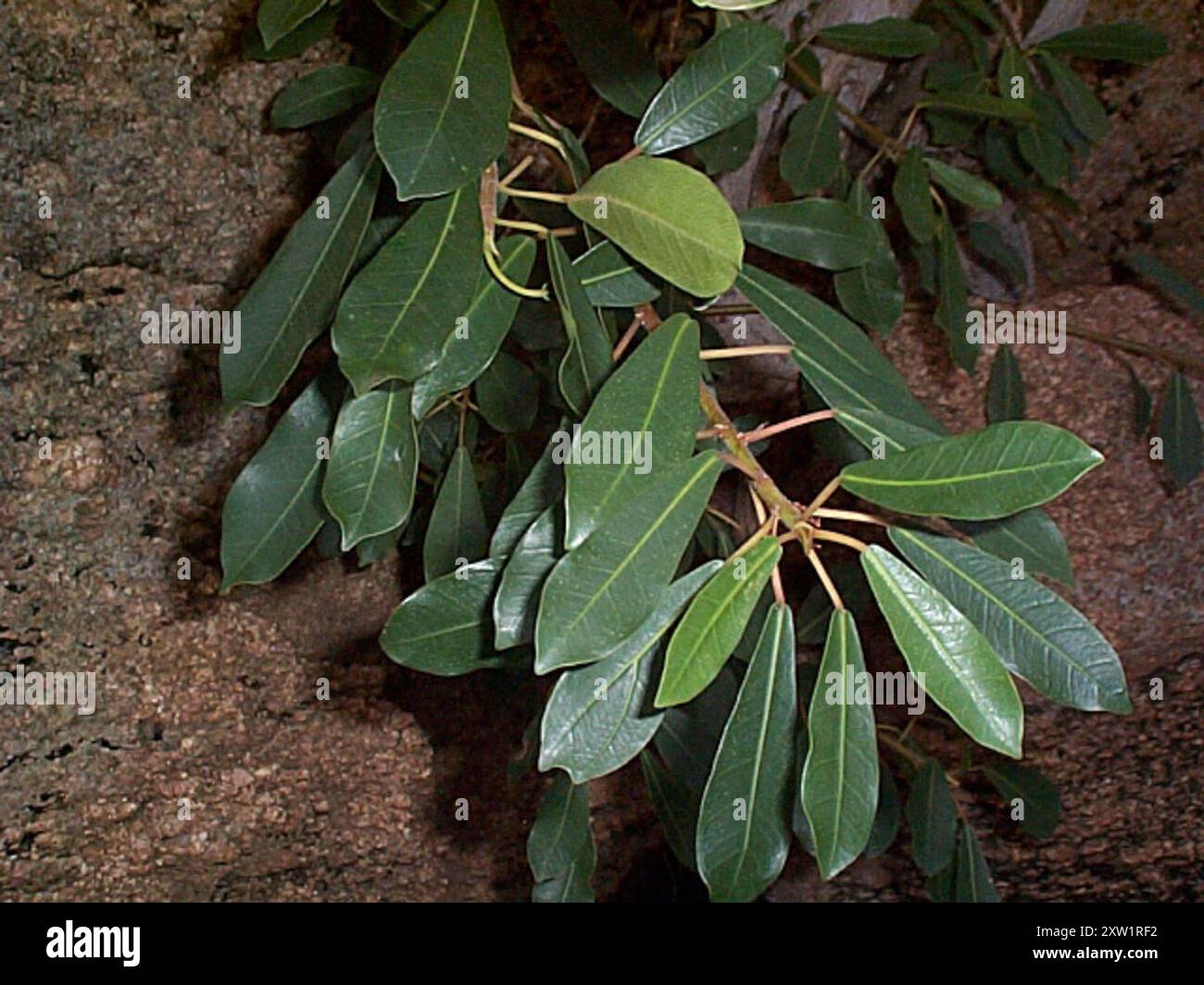 Common Wild Fig (Ficus burkei) Plantae Stock Photo - Alamy