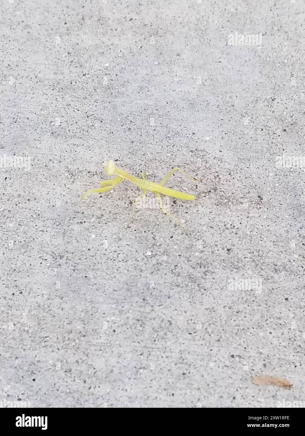 Mediterranean Mantis (Iris oratoria) Insecta Stock Photo - Alamy