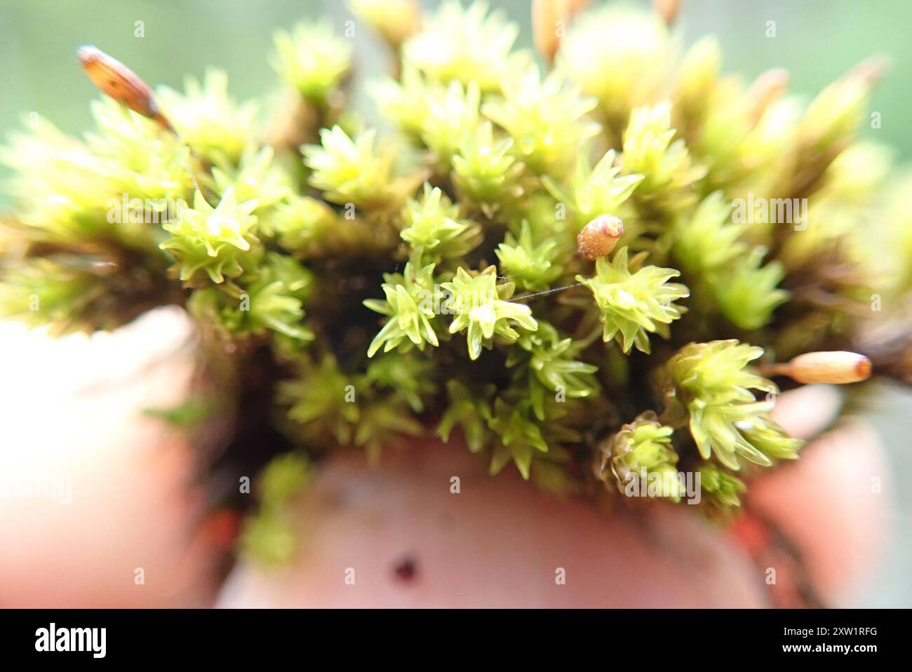 Yellow Fringe-moss (Racomitrium aciculare) Plantae Stock Photo - Alamy