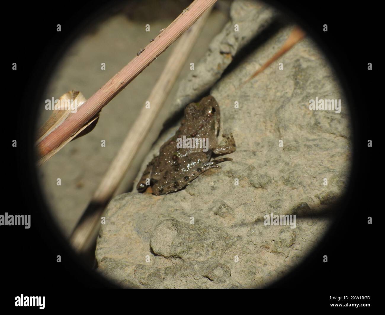 Blanchard's Cricket Frog (Acris blanchardi) Amphibia Stock Photo - Alamy