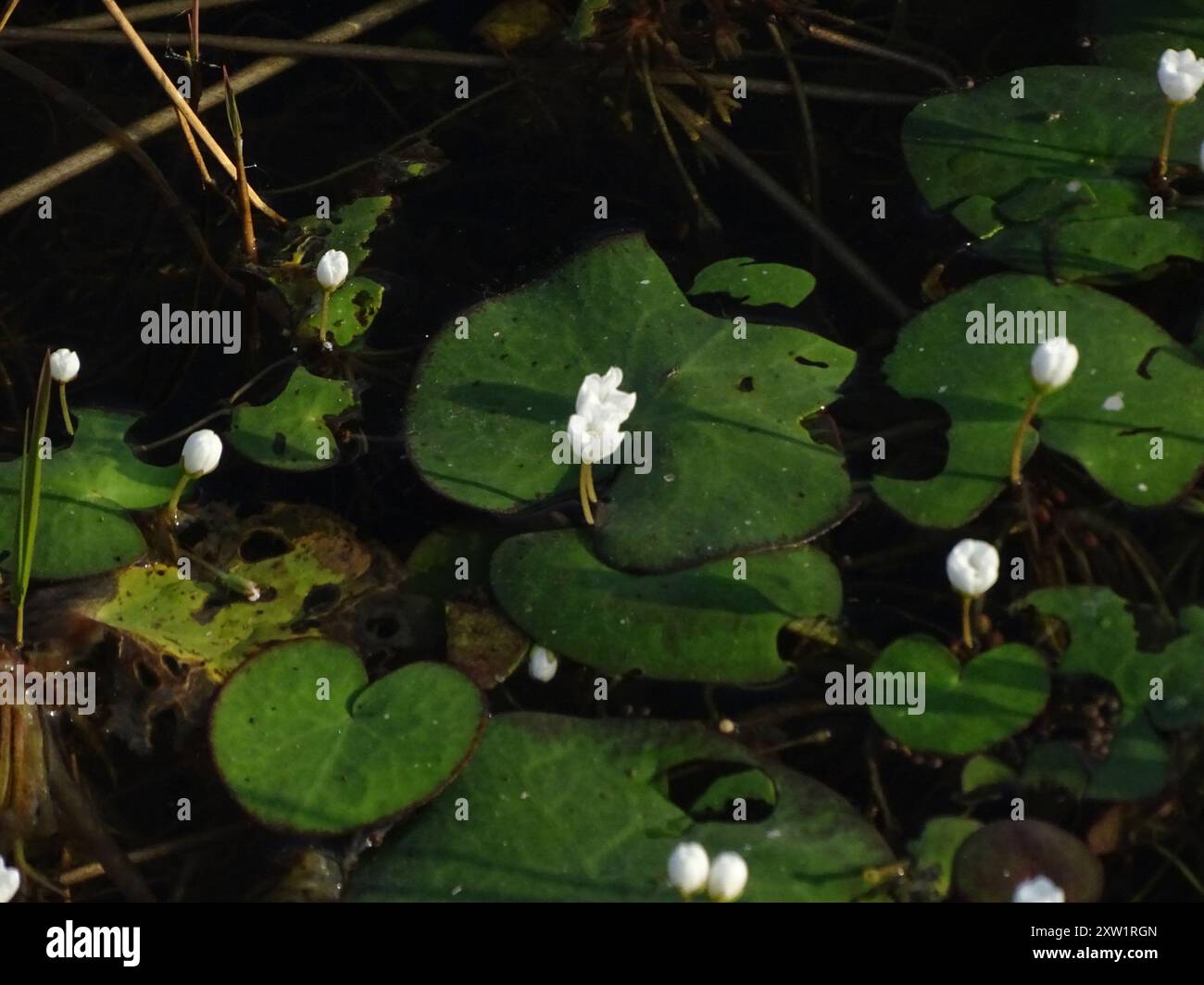 crested floating-heart (Nymphoides hydrophylla) Plantae Stock Photo - Alamy