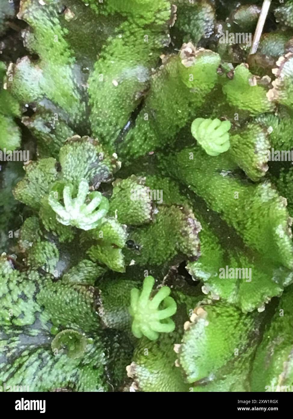 (Marchantia polymorpha polymorpha) Plantae Stock Photo - Alamy