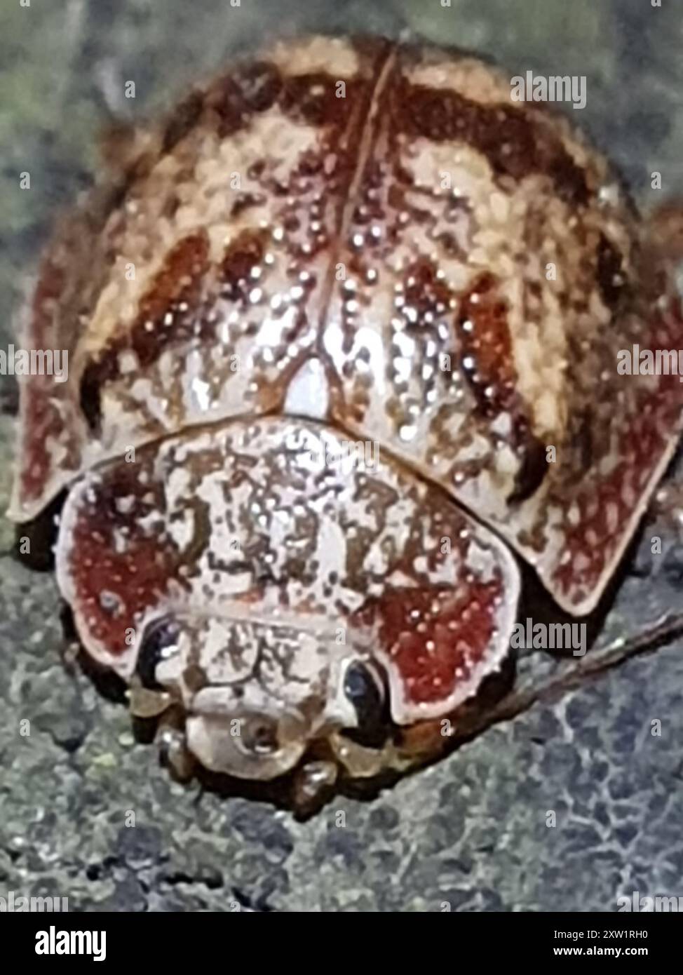 Eucalyptus Tortoise Beetle (Paropsis charybdis) Insecta Stock Photo - Alamy