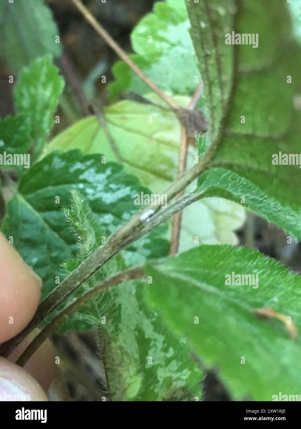 Variegated Yellow Archangel (Lamium galeobdolon argentatum) Plantae ...