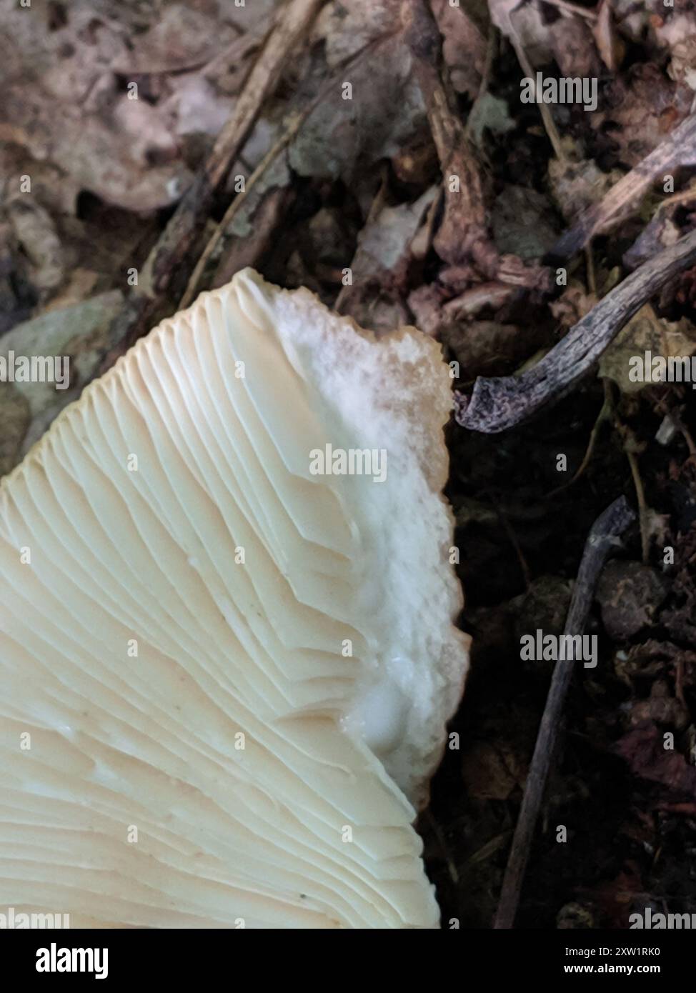 Weeping milk cap hi-res stock photography and images - Alamy