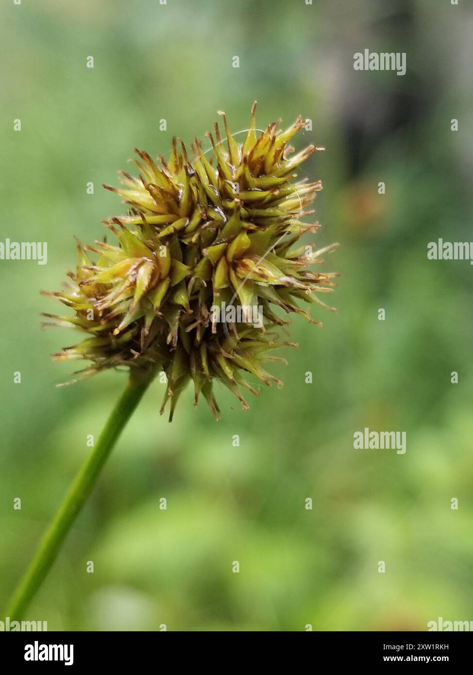 starry broomsedge (Carex pachystachya) Plantae Stock Photo - Alamy