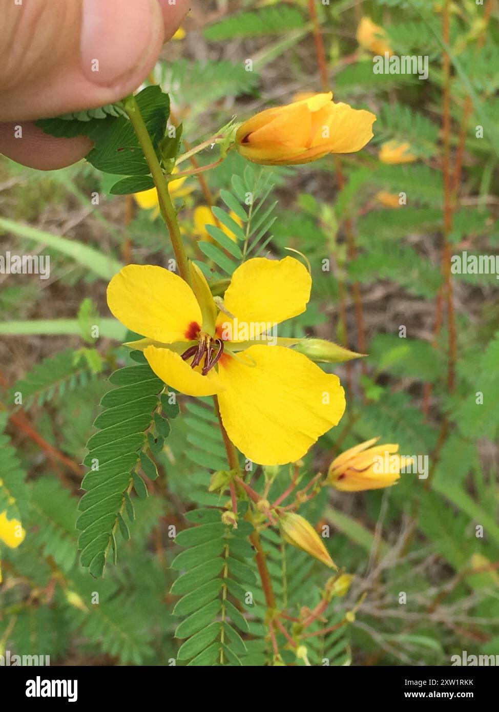 partridge pea (Chamaecrista fasciculata) Plantae Stock Photo - Alamy