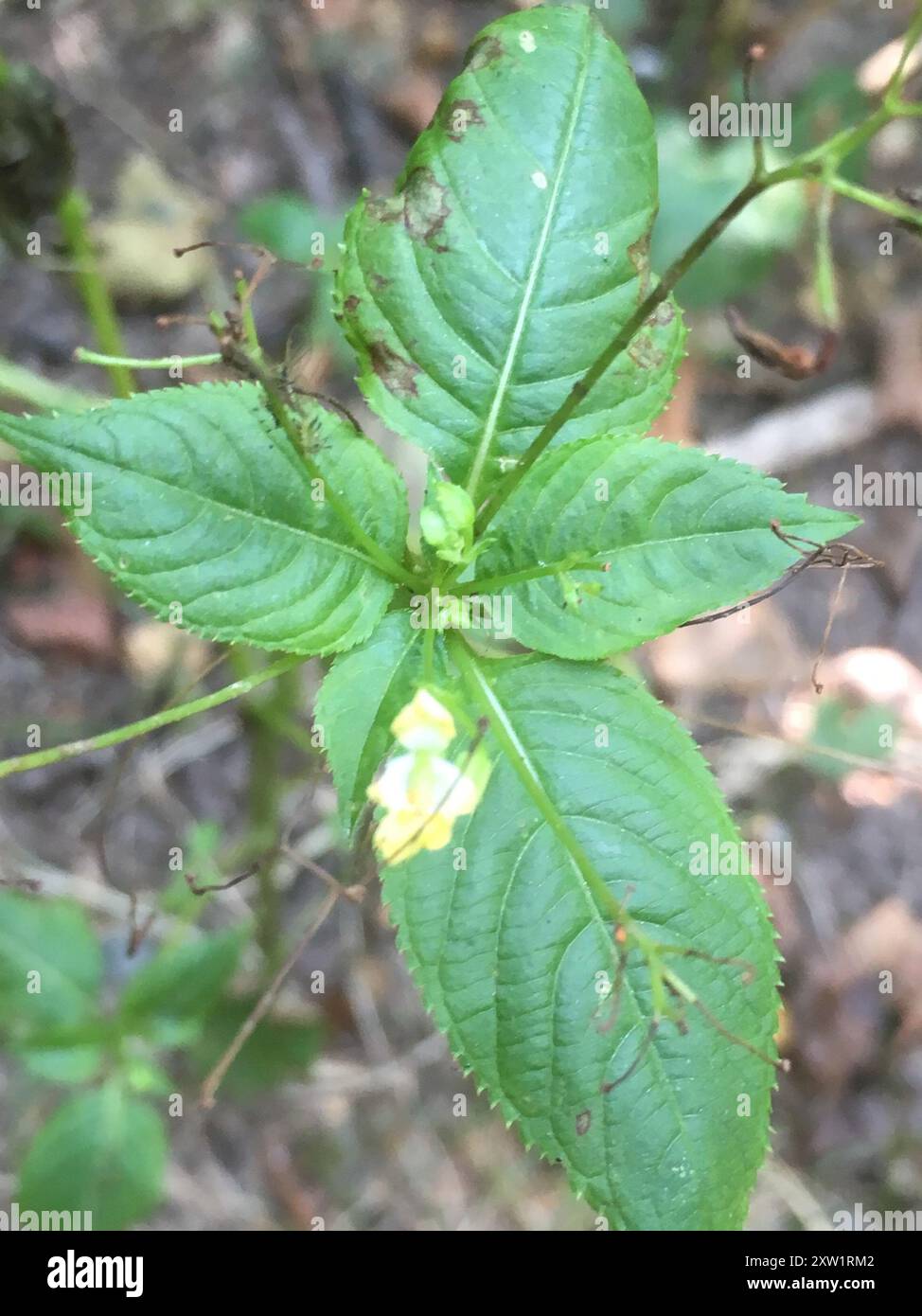small balsam (Impatiens parviflora) Plantae Stock Photo - Alamy